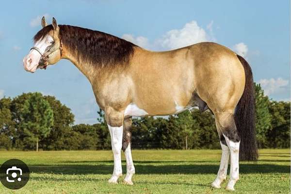 Colt,Quarter Horse, Gunner Dun It Again