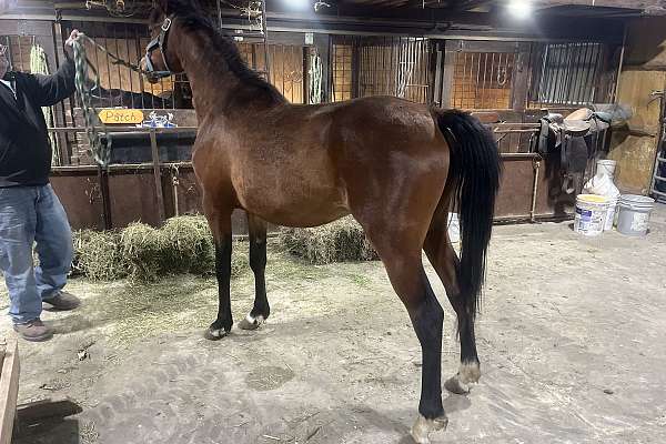 Bay Arabian Stallion