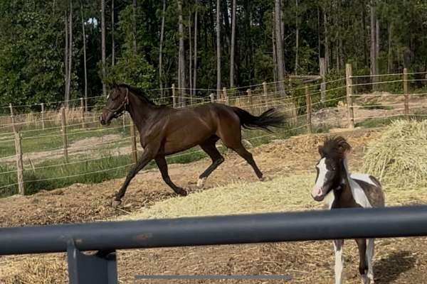 Pretty Coast 16.1hh Thoroughbred Mare