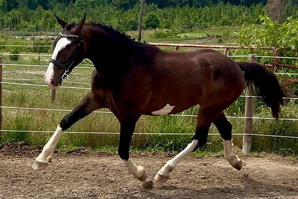 2 Year Old Clyde TB Cross Gelding