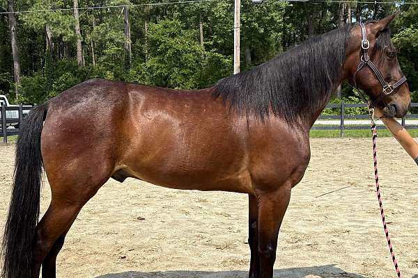 Gentle Gaited Gelding