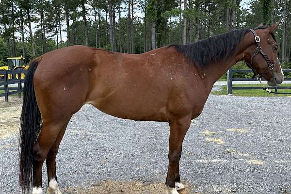 Bay QH Mare