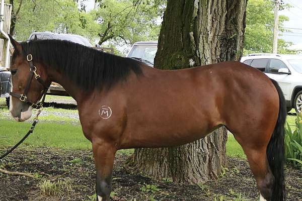 Flashy Gypsy Cross