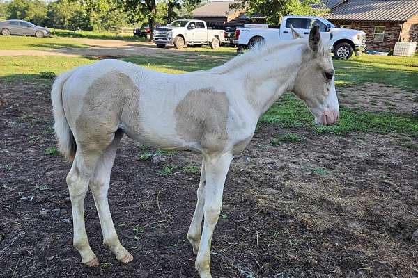 Gorgeous Spotted Draft Cross Filly