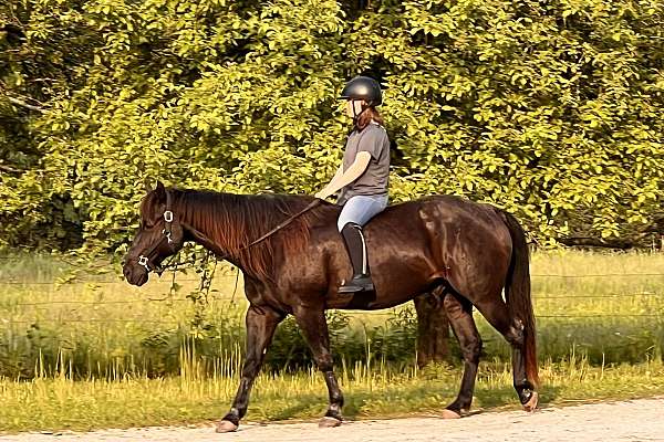 Registered Blue Roan Gelding Traffic Safe Trail Quiet Trustworthy