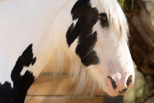 Gypsy Vanner Mare Flashy