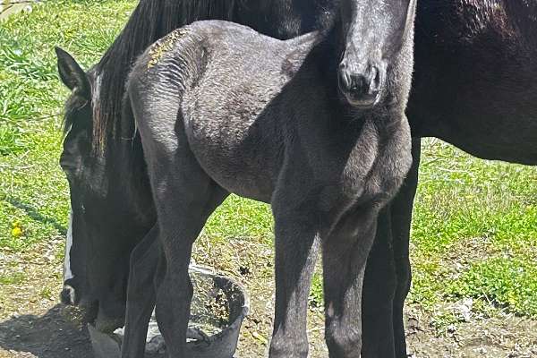 Blue Roan Stud Colt
