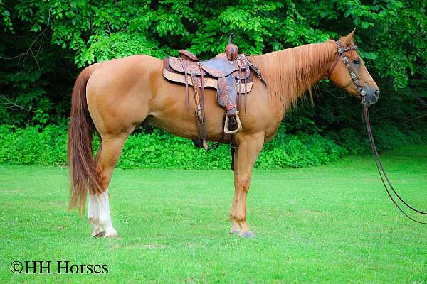 Really Nice Gentle Well Bred Corona Cartel & First Down Dash On Papers