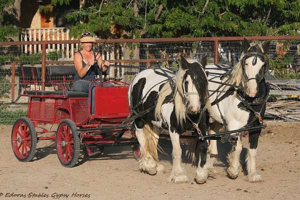 Zelda & Ganieda - Mother/Daughter Gypsy Cross Driving Team - Pending