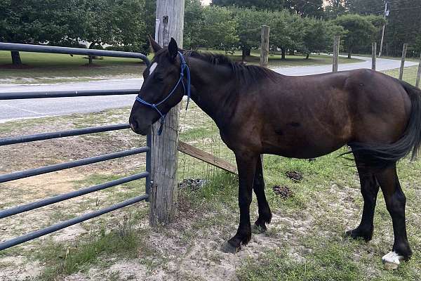 Merry Christmas a Wonderful Christmas Gift Friesian Gelding Good Boy George