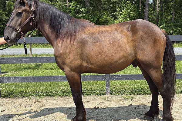 Percheron Cross Gelding