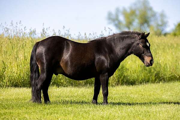 Dually - Uniquely Marked, Stout Built, Gentle Pony