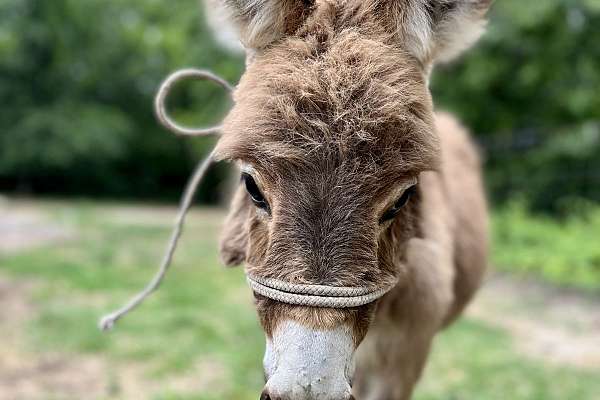 Castiel. Miniature Jack 3 Months Old
