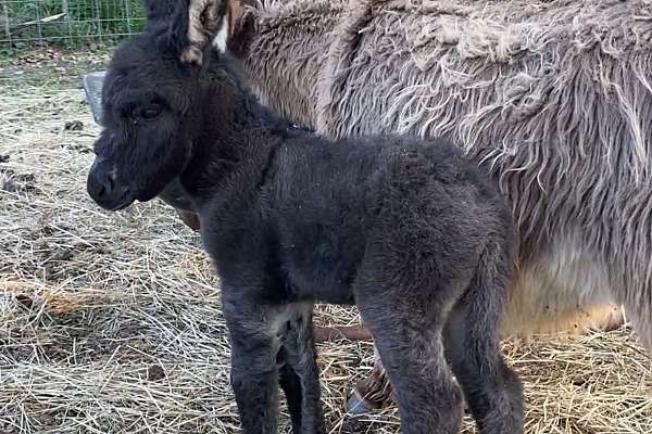 Copper Star Farm Fiddler On the Roof / Woolly