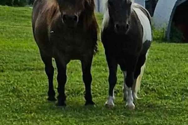 Miniature Horse Pair Stud & Gelding