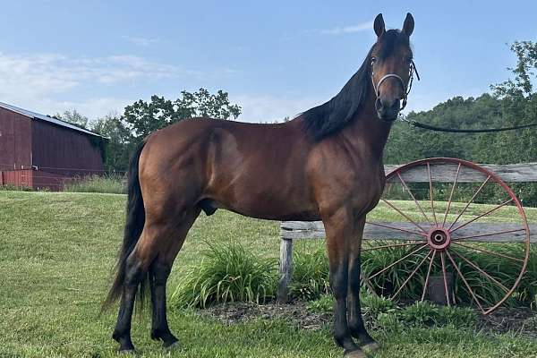 Standardbred X Racking Horse Gelding