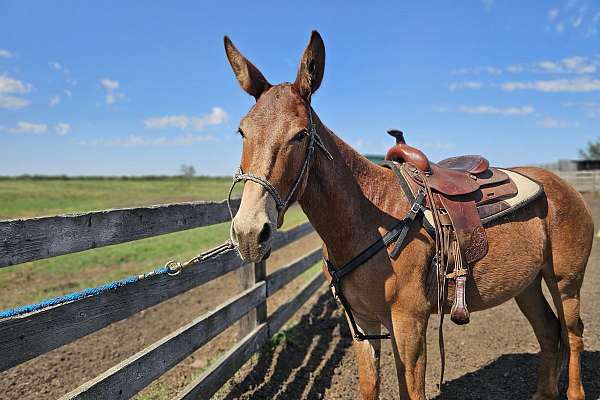 Super Friendly and Quiet Mule