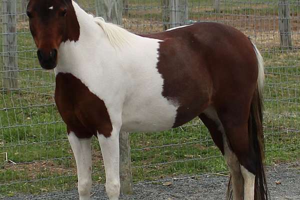2 in 1 Pkg Well-Bred Versatile Miniature Pinto Mare for Sale
