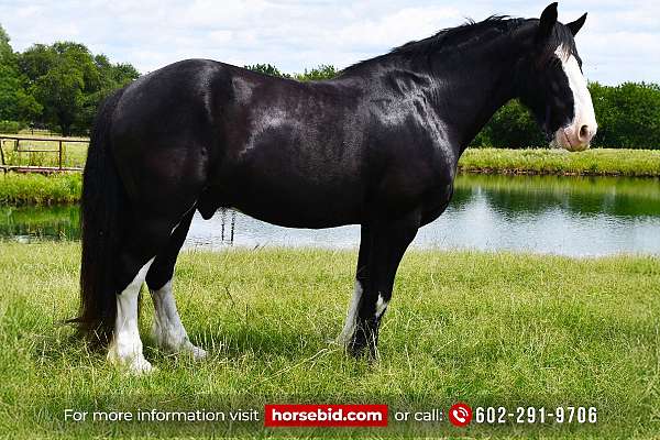 Scooby - Ultimate All-Around Partner 8 yo Black SHIRE Cross Gelding!