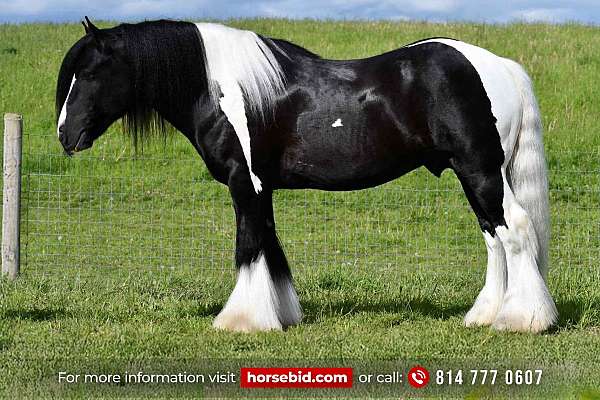 Ridge - Flashy All-Around Horse 6 yo Black & White Gypsy Vanner Stallion!