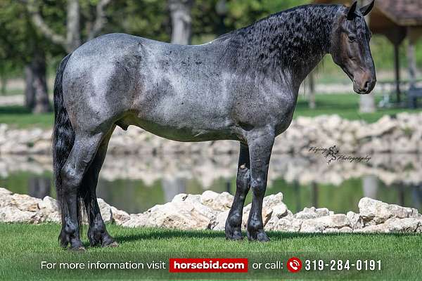 Jagger - Jaw Dropping Gorgeous 5 Yr Old Blue Roan Friesian QH Cross Gelding