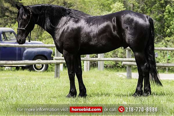 Denzel - Extremely Versatile & Dependable 5 yo Black Friesian/QH Gelding!