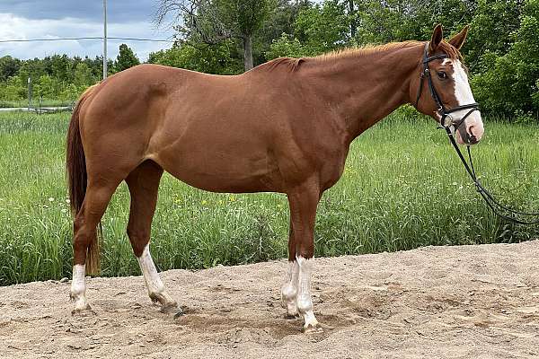 2018 Thoroughbred Mare