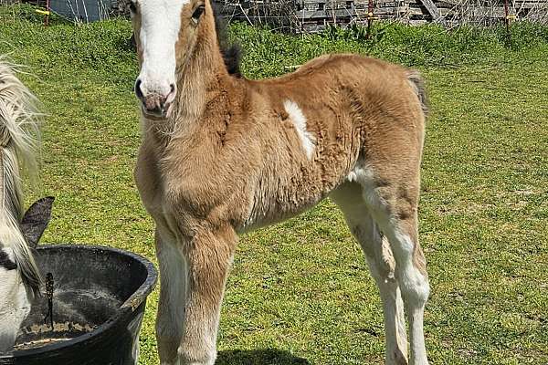 Bay Dun Sabino Filly