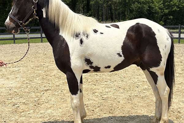 Gentle Paint Gelding