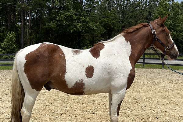 Nice Paint Gelding