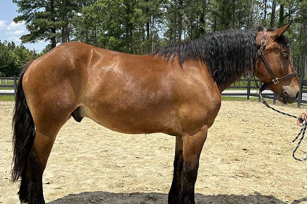 Bombproof Draft Cross