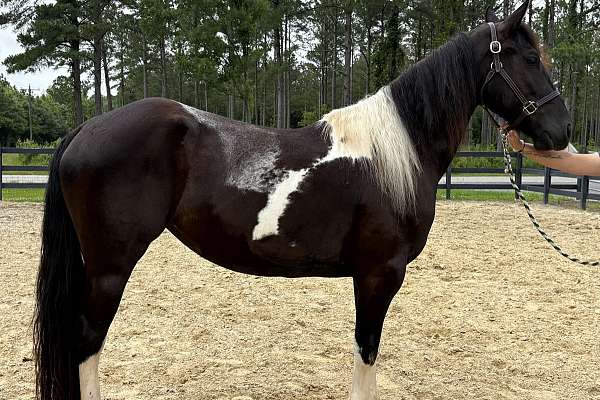 Friesian Paint Mare