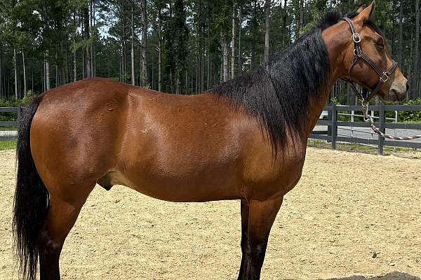 Bay Morgan Gelding