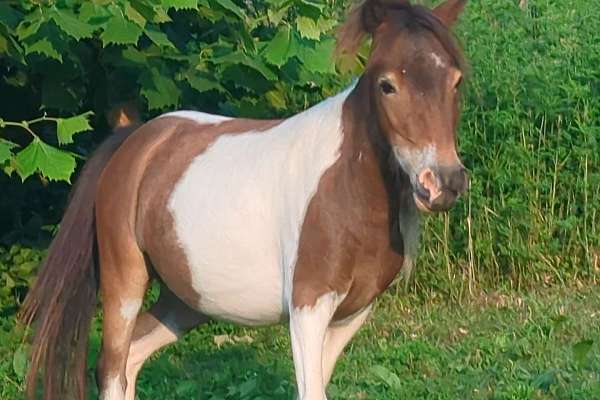 Flashy Pinto Young Mare