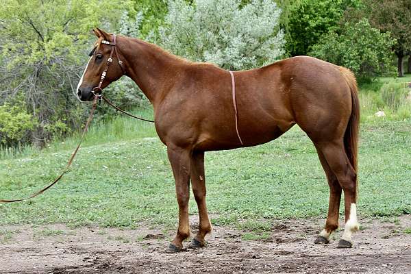 Touche is a One of a Kind 2023 Sorrel QH Mare With a Gentle Soul