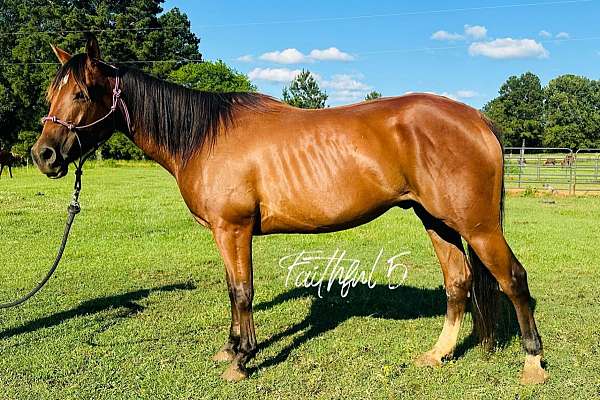 4 Year Old Bay Gelding "Lightly Started"