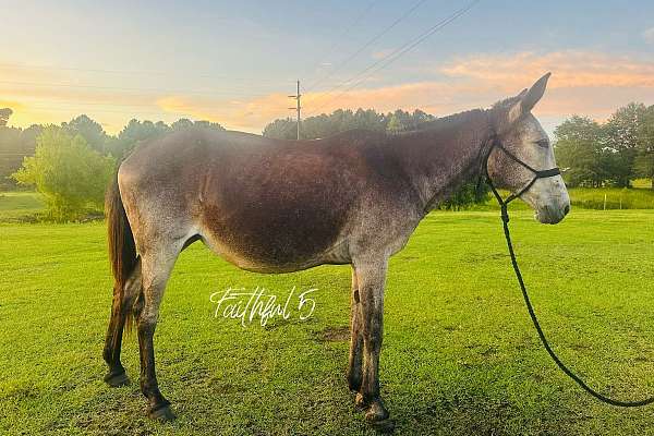 17 Year Old Molly Mule