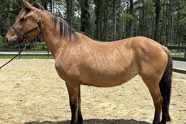 Pretty Fjord Mare