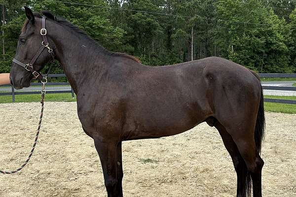 Gentle QH Gelding