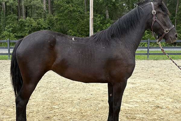 Black Draft Cross Mare