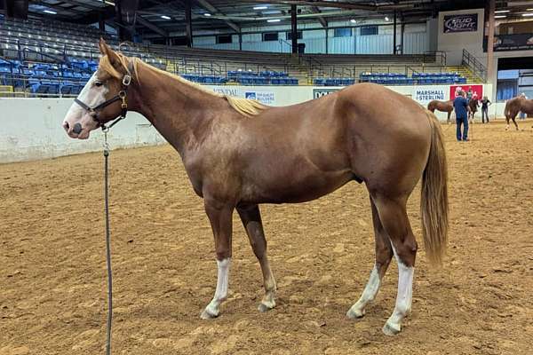 Flashy Yearling Paint Show Prospect