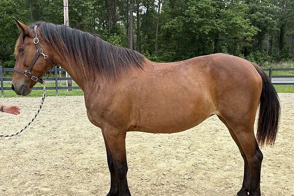 Bay Draft Cross Mare