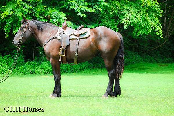 Super Gentle, Youth and Family Friendly Percheron Mare, Rides, Drives, Work