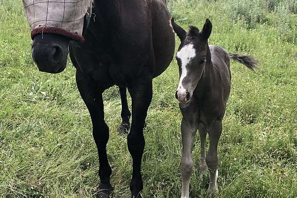 APHA 2025 Black Solid Colt