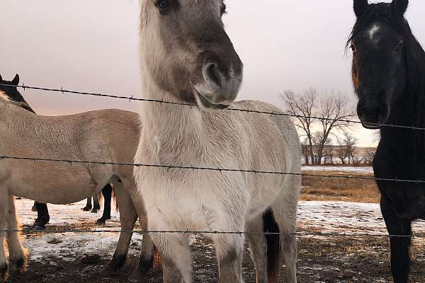 Registered Gray Fjord Filly - Pending