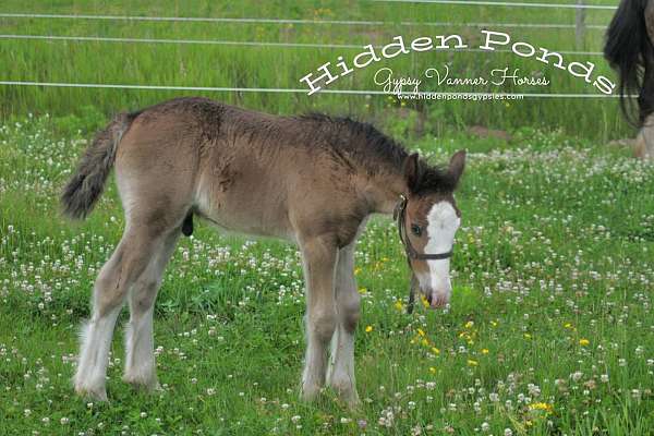 Black Gypsy Colt With Heavy Show Pedigree