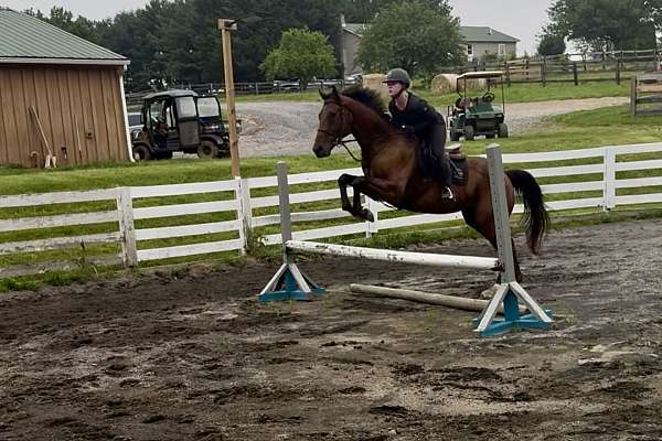 Fancy Bay Gelding
