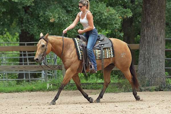 Dreamhorse Alert- Fancy, Versatile, Safe, and Fully Vetted. Dont Miss Him.