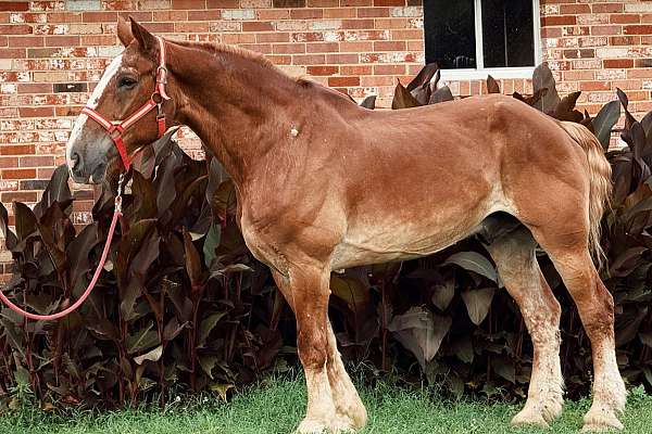 Gorgeous Beginner Safe Belgian Gelding