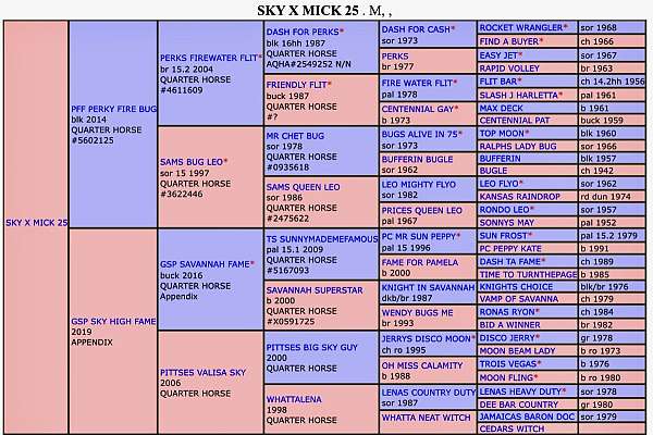 2025 Black AQHA Appendix Colt. Proven Pedigree. Let’S Deal